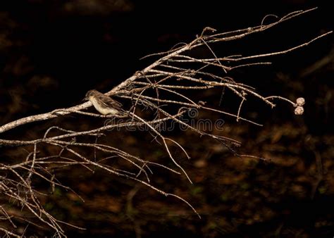 An Eastern Phoebe Perched On The Limb Of A Cypress Tree In Winter Stock