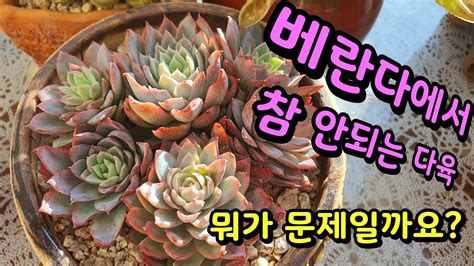 유난히 안되는 다육 꼭 있어요로조레드쥬얼리로즈퀸 Youtube