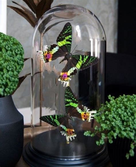 Real Butterflies Under Glass Dome Taxidermy Full Body Mount Urania