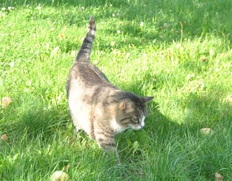 Wednesday Hili Dialogue Why Evolution Is True