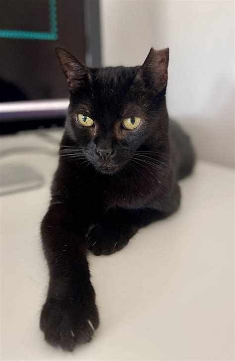 Cómo Convencer A Mi Gato Para Que Coma Dieta Húmeda Terapia Felina