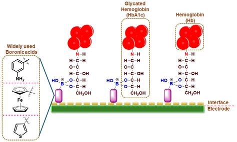 Electrochemical Analyzer Principle At Jaclyn Glenn Blog