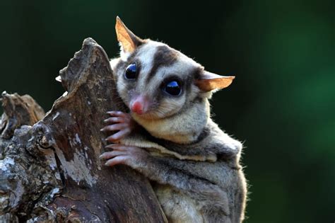 8 Unusual Animals Of Australia And Places To See Them Zicasso