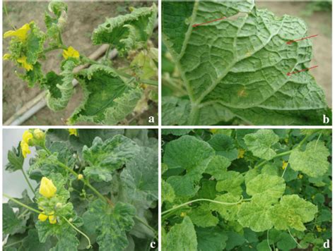 Cucumber Leaf Curl Causes And Solutions For Healthy Plants Happiness