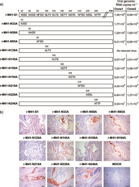 Generation Of Recombinant Ibv With M41 S1 Or N Glycosylation Knock Out Download Scientific