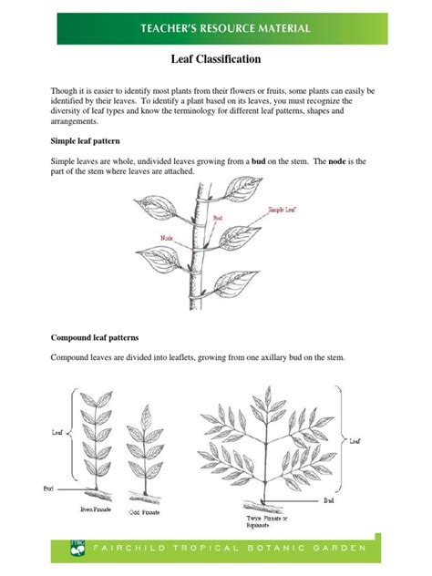 Leaf Classification PDF Worksheets Library
