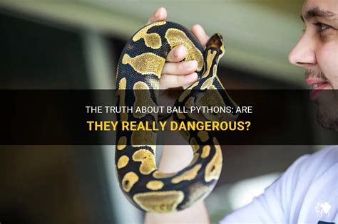 The Truth About Ball Pythons Are They Really Dangerous PetShun