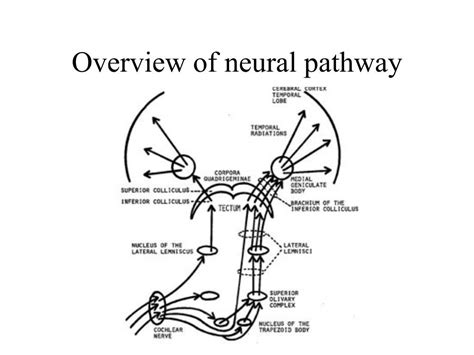 Ppt Auditory System Powerpoint Presentation Free Download Id3414473