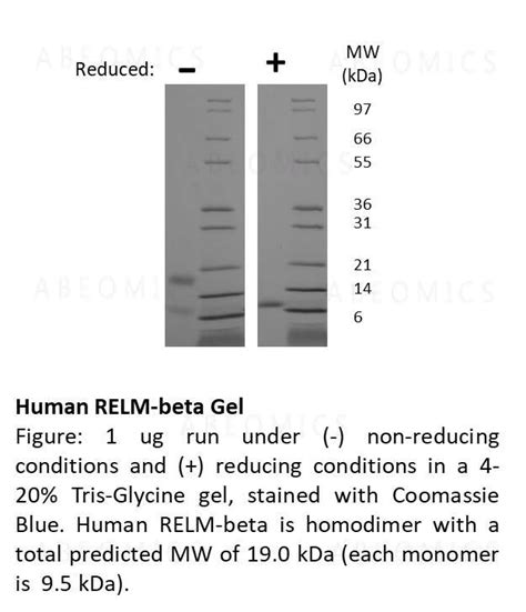 Human Relm Beta Recombinant Protein
