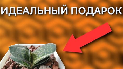 ЭТО растение БУДЕТ У ВСЕХ многодетный СУККУЛЕНТ Youtube