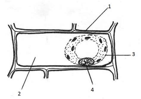 The Diagram Given Below Represents A Plant Cell After Being KnowledgeBoat