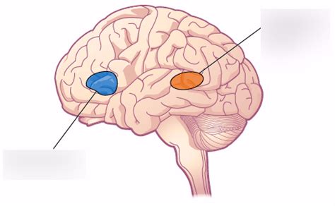 Speech Areas Of The Brain Diagram Quizlet