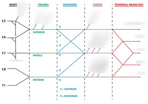 Step MSK Diagram Quizlet