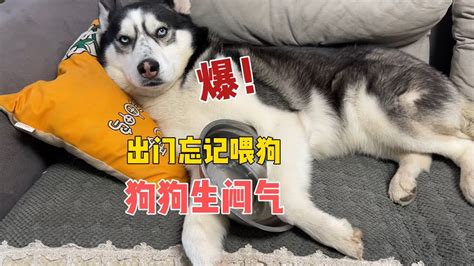 主人出門太著急竟然忘記餵狗，當主人回到家後，你們都別笑【马桶的逗比狗生】 Youtube