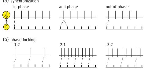12 examples of fundamental types of synchronization of