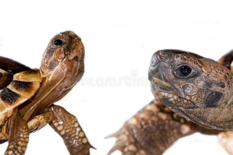 Vieux Et Jeune Photo Stock Image Du Earth Shell Tortue 14143052
