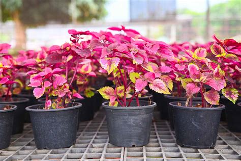 How To Grow Coleus In Containers Gardeners Path
