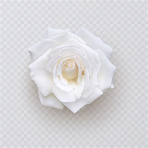 Ilustración De Vector De Rosa Blanca Realista Vector Premium