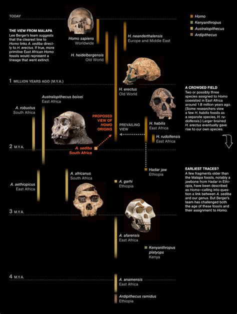 Australopithecus Sediba Timeline