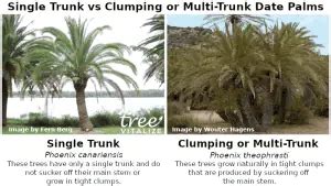 Different Types Of Date Palms Their Identifying Features