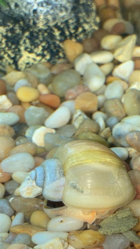 New Snail Shell Question Does The Shell Looks Okay Ivy Is A Happy