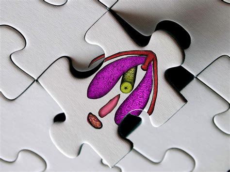 The Missing Female Pleasure Parts Intimate Arts Center