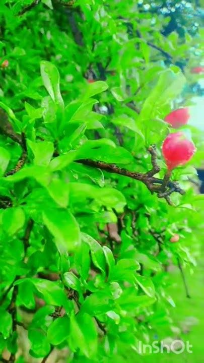 سبعسماوات Youtube