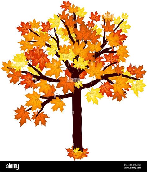 Autumn Maple Tree Stock Vector Image And Art Alamy