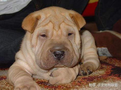 “中华田园犬”品种图鉴来了，你的城市代表哪一种？