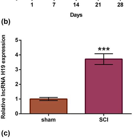 Sci Induced Lncrna H19 Upregulation And Mir 370 3p Downregulation