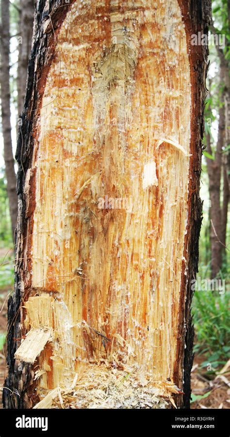 Cut Bark Pine Tree For On Bark Of A Tree Trunk Extraction Of Natural Resin From Pine Tree