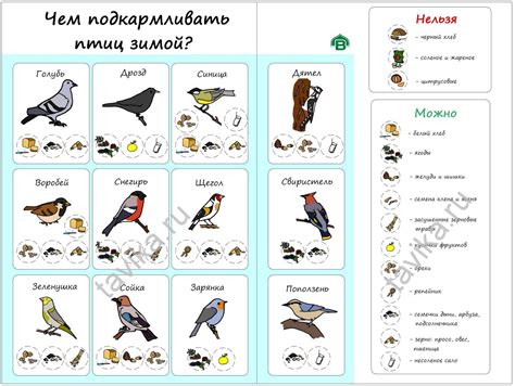 Как правильно кормить птиц зимой? Инфографика :: Это интересно ...