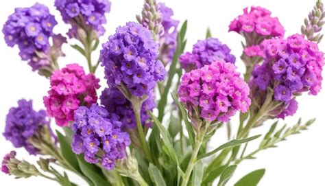 Premium Photo Bouquet Of Statice Flowers Isolated On White Background