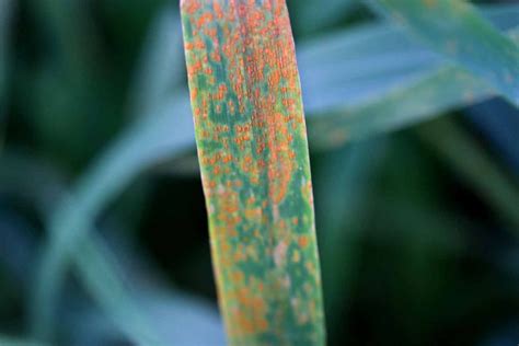 Controlling Lawn Disease Rds Lawn Care