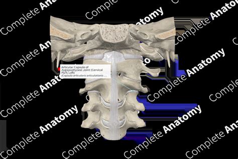 Articular Capsule Of Zygapophyseal Joint Cervical Part Left Complete Anatomy