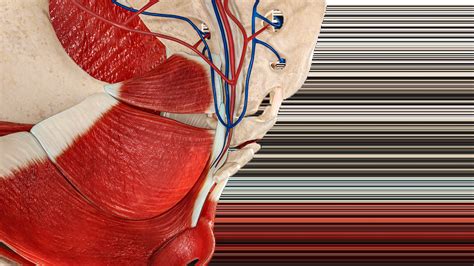 Fracturas Sacras Clasificación Síntomas Diagnóstico Y Tratamiento
