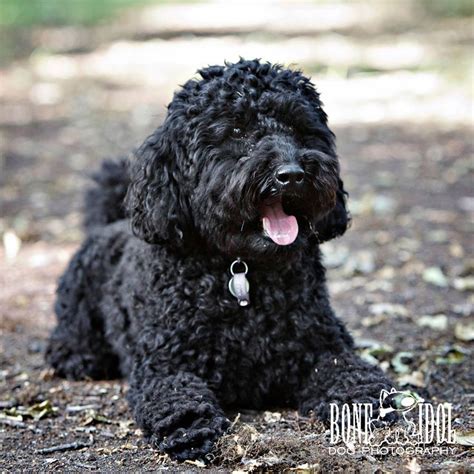 Dog Portrait Photographer In South London Miniature Poodle Black