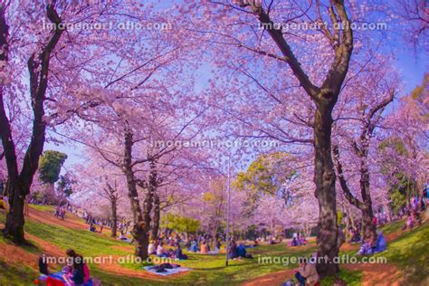 飛鳥山公園の桜の写真素材 230445269 イメージマート