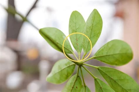 Schefflera Pest Problems Common Pests And Diseaseshow To Fix Simplify