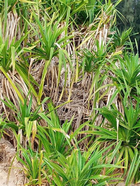 Green Trees Stock Photo Image Of Trees Grass Green