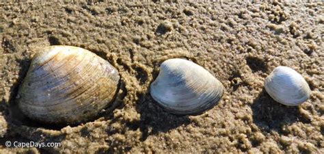 Clam Digging On Cape Cod When Where And How To Dig Your Own Quahogs