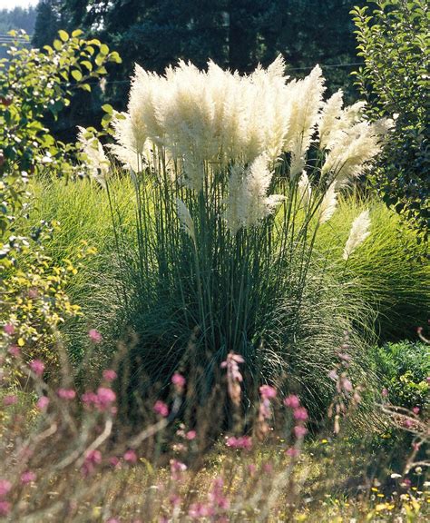 Miniature Ornamental Grasses