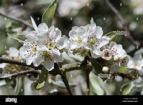 Trees Flowers Close Up Of Blossom Of Weeping Silver Pear Tree In