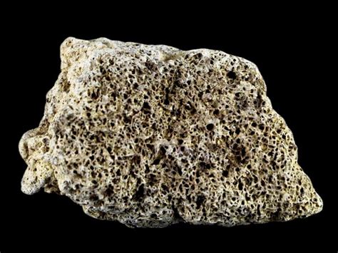 25 Centrosaurus Frill Fossil Bone Judith River Fm Cretaceous Dinosaur