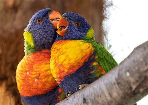 Exotic Birds
