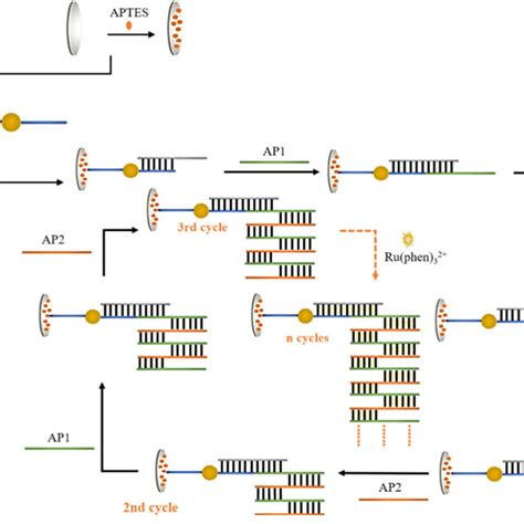 Diagrammatic Representation Of The Dual Signal Amplified Dna Download Scientific Diagram