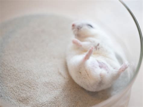 하얀 모래사장 위에서 아무것도 안입고 다리 벌린 유머 게시판