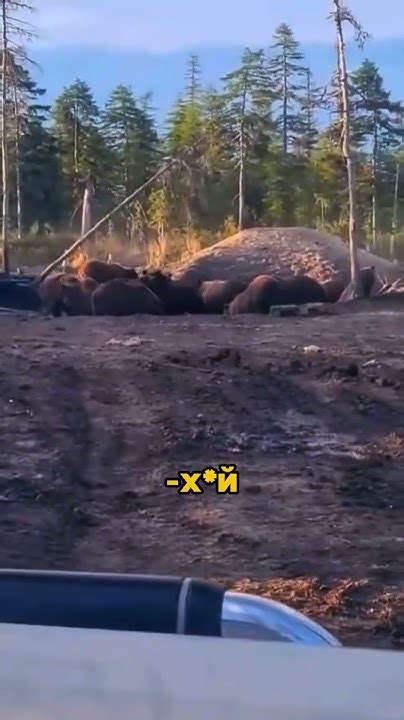 Засада от медведей🤣🔥 - YouTube