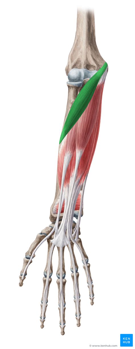 Musculus Pronator Teres Anatomie Funktion Klinik Kenhub