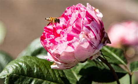 Buzzing Bee In The Spring Stock Image Image Of Flower 136141849